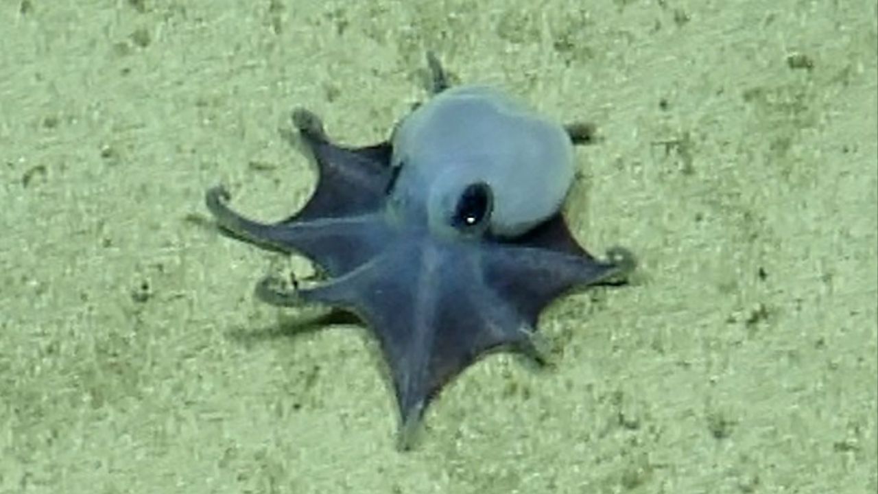 Nova espécie de polvo do tamanho de uma bola de golfe azul é descoberta ...