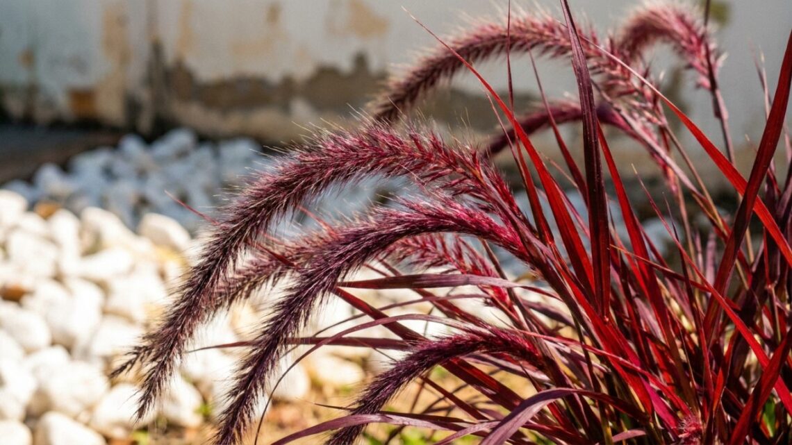 O capim ornamental que virou moda em jardins minimalistas porque além ...
