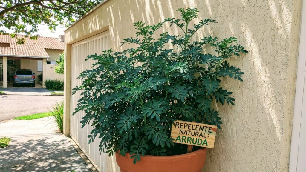 Os 7 arbustos aromáticos que espantam aranhas marrons e deixam os ...