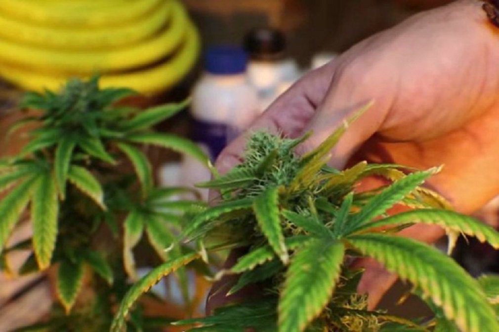 TJ-SP dá aval para cultivo de maconha para uso medicinal – Brasil 247